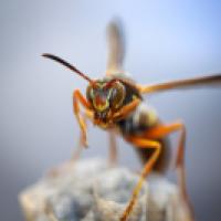 Paper wasps rapidly evolved ability to identify faces | Department of ...