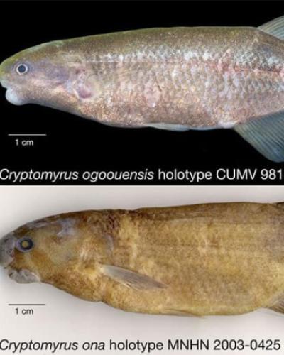 New lineage of electric fish discovered in Gabon | Department of ...
